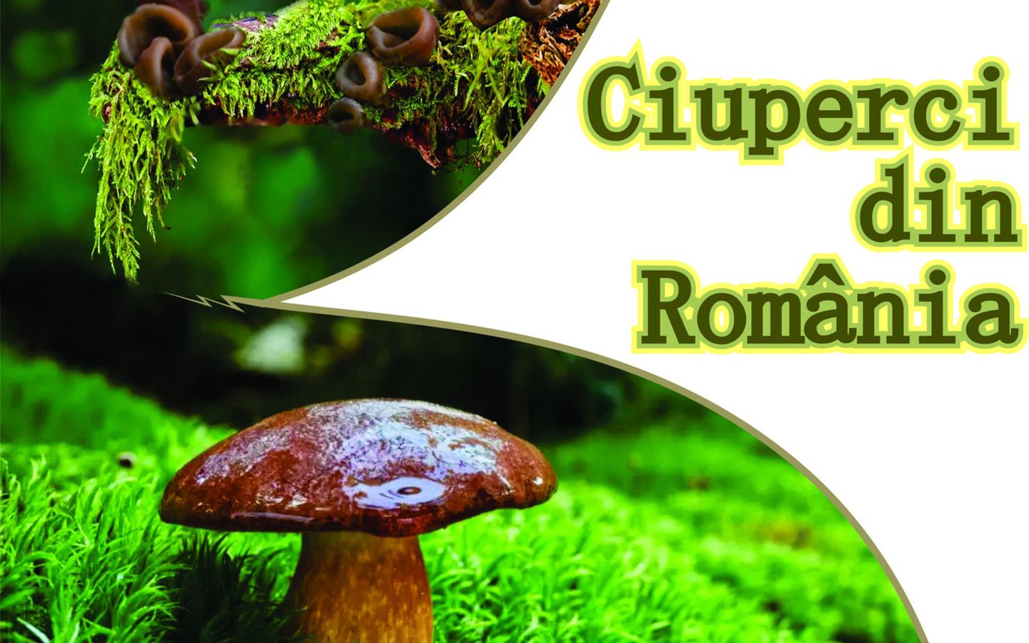 Ciuperci din România @ Muzeul Brăilei Carol I • Zile și Nopți