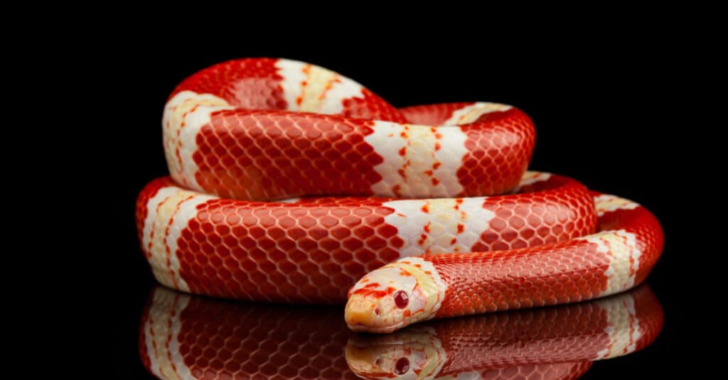 TOTUL DESPRE ȘERPI Atelier de educație muzeală • Zile și Nopți