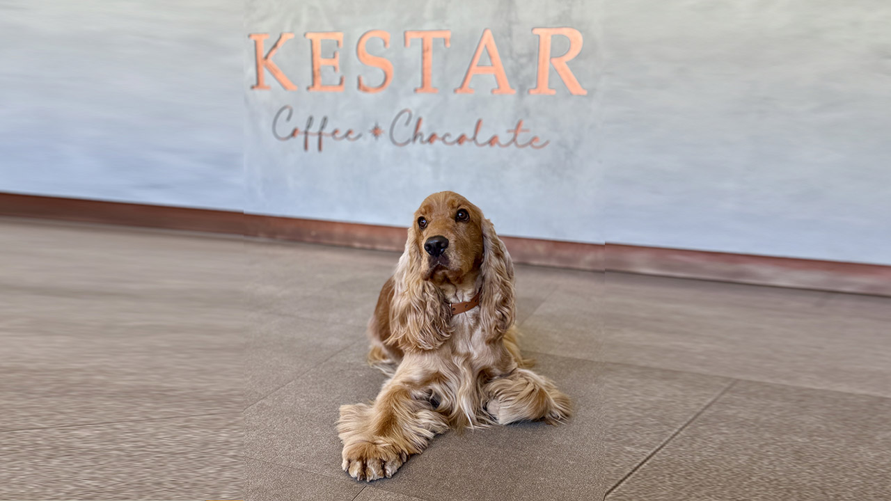 Răsfăț artizanal, căței și cafea proaspătă – Kestar Coffee